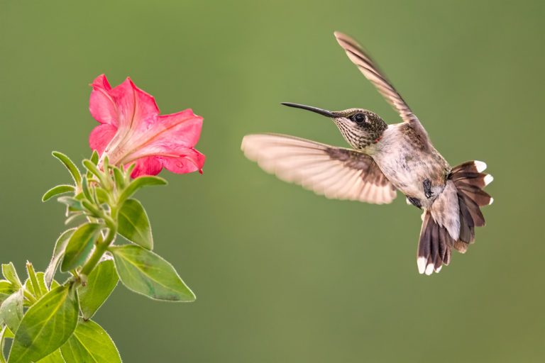 Different Ways to Photograph Hummingbirds: Part 1 - Ed Erkes Nature ...
