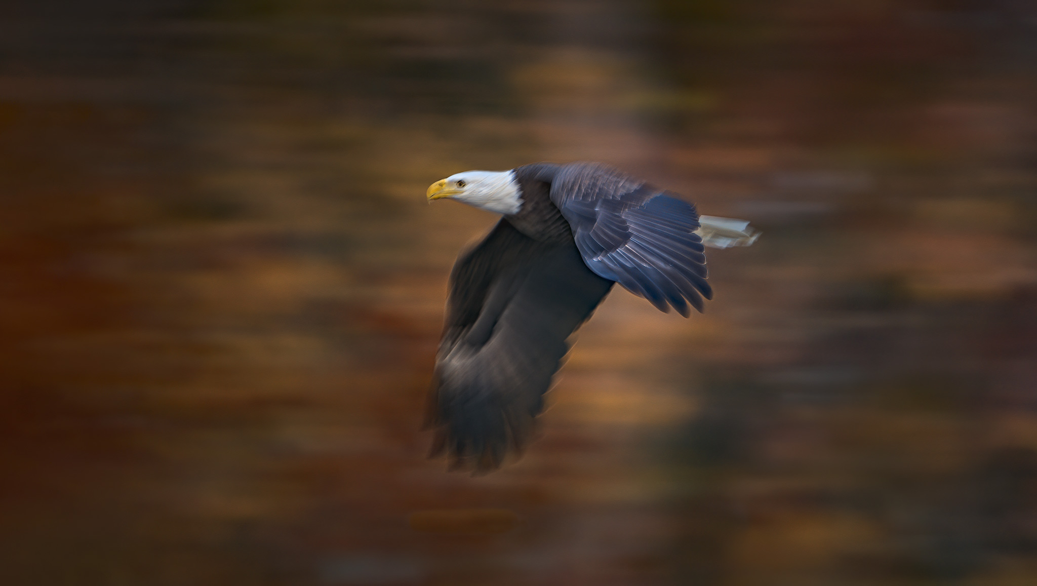 Eagle Pan-Blurs - Ed Erkes Nature Photography