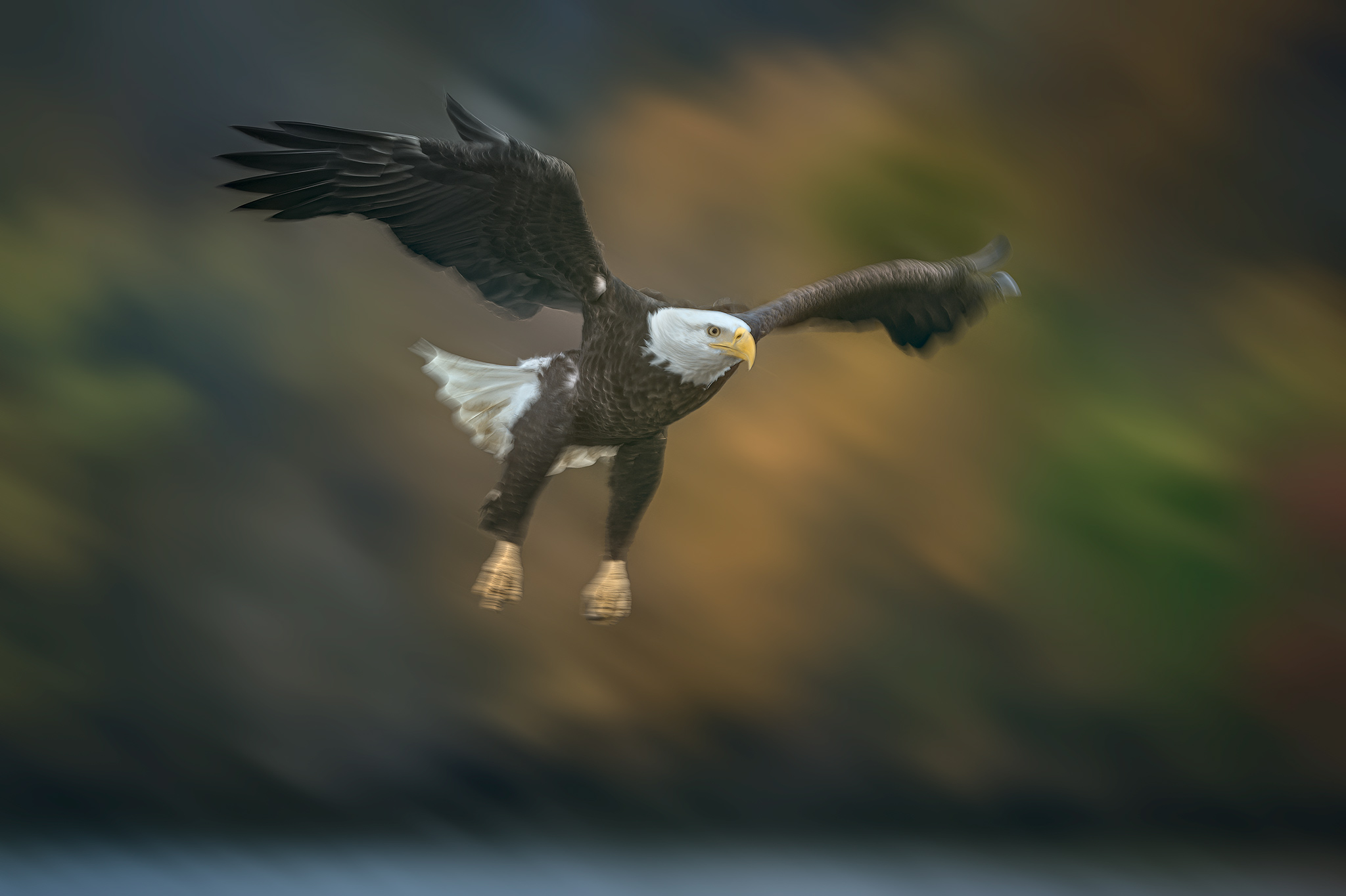Eagle Pan-Blurs - Ed Erkes Nature Photography