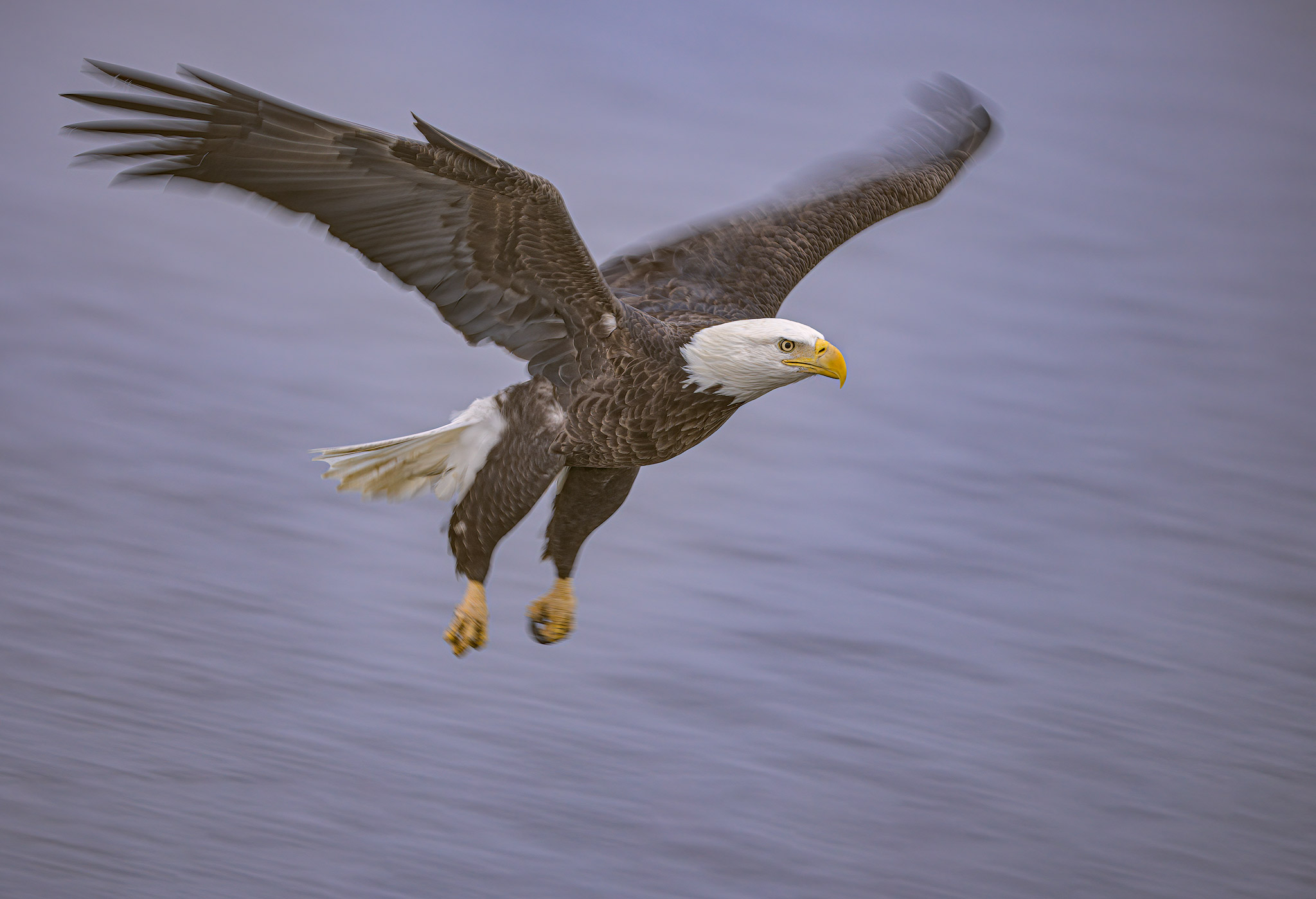 Eagle Pan-Blurs - Ed Erkes Nature Photography