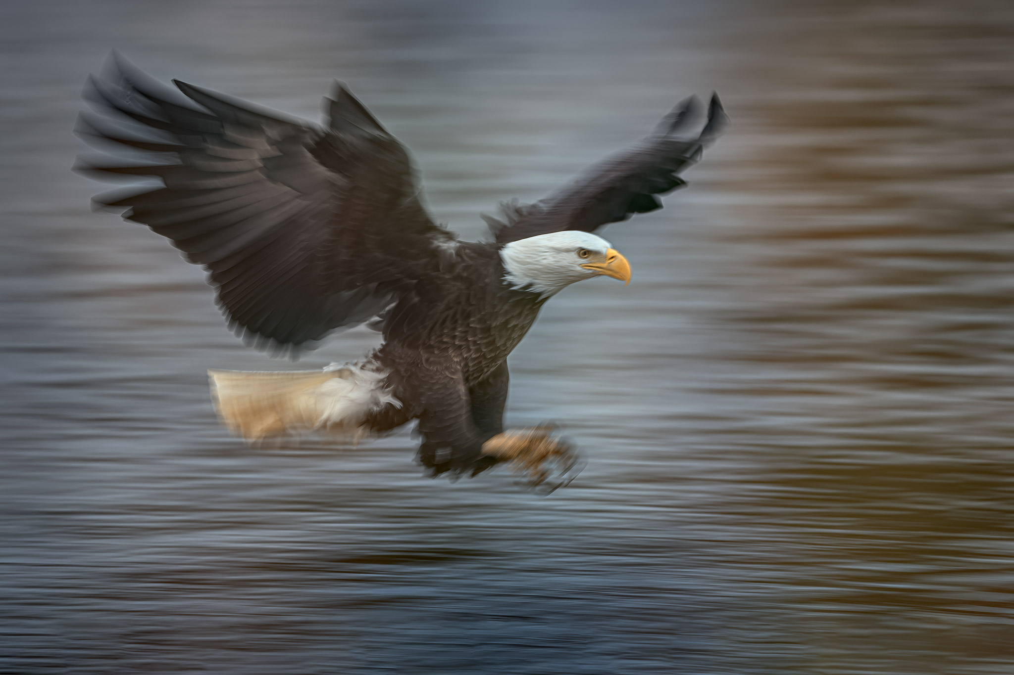 Eagle Pan-Blurs - Ed Erkes Nature Photography