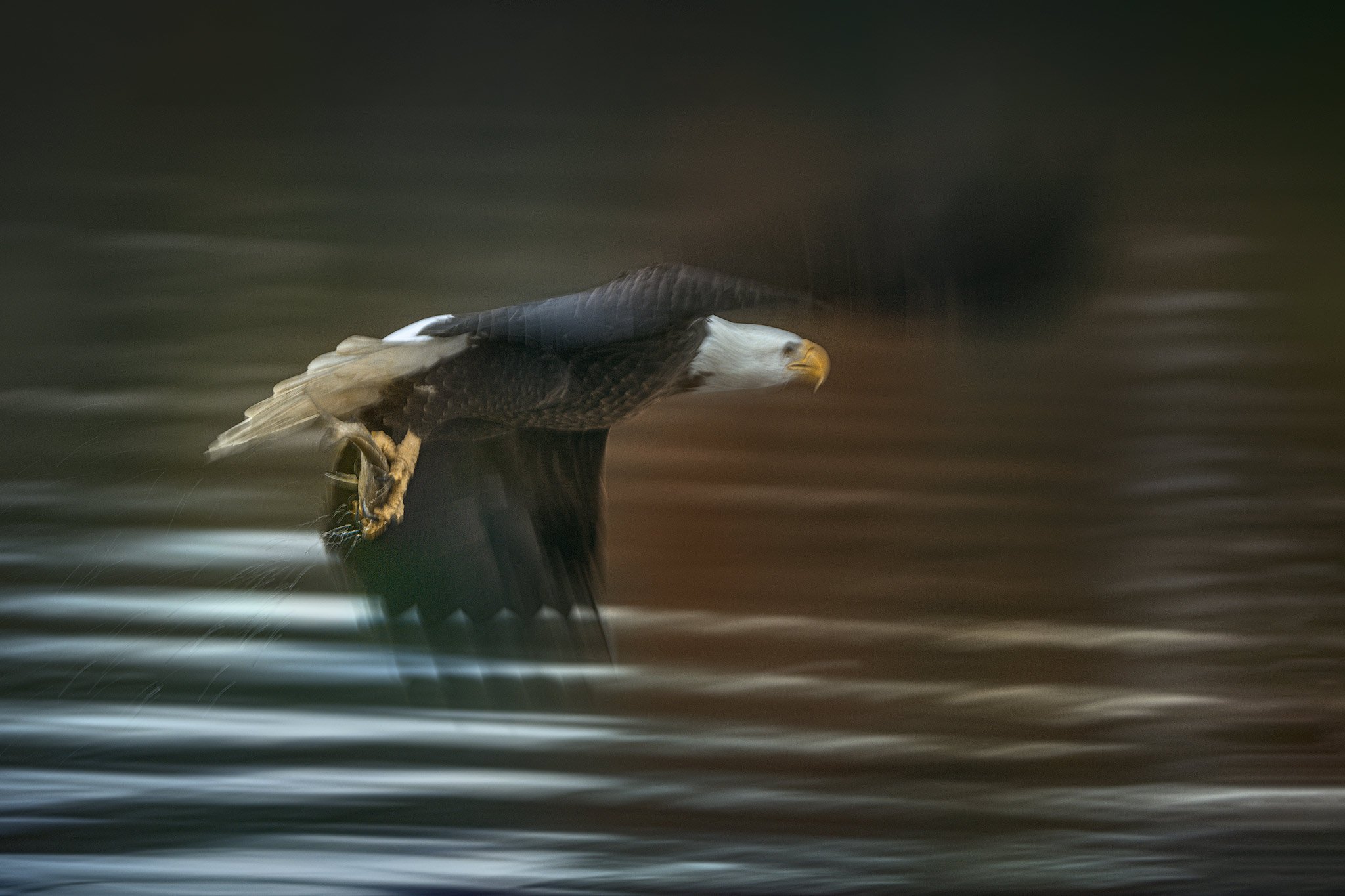 Eagle Pan-Blurs - Ed Erkes Nature Photography