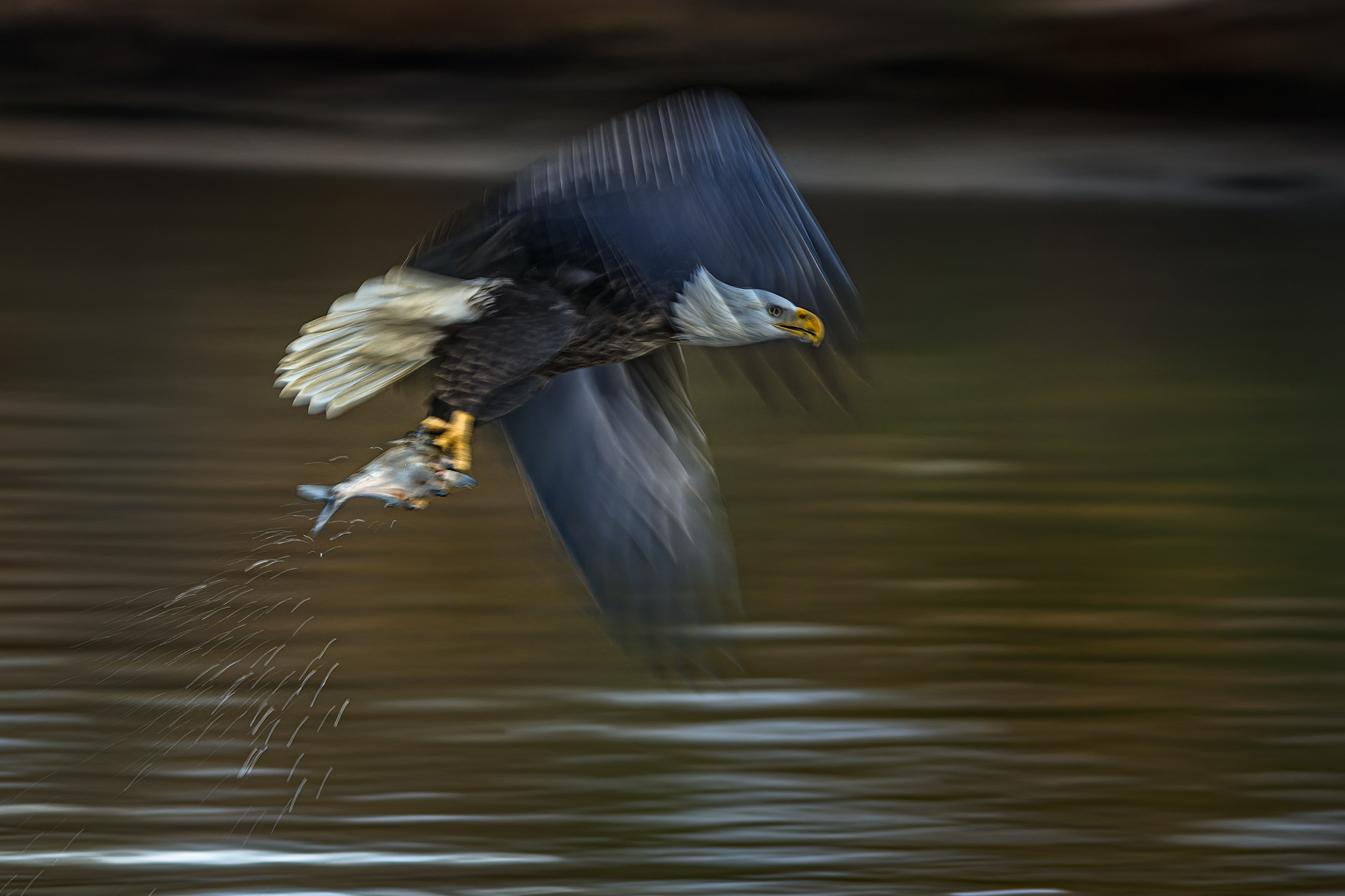 Eagle Pan-Blurs - Ed Erkes Nature Photography