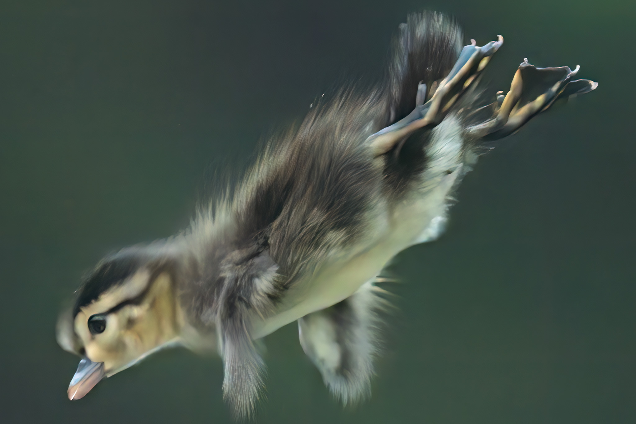 Dealing with Noise: Salvaging a Severely Underexposed High ISO Image ...