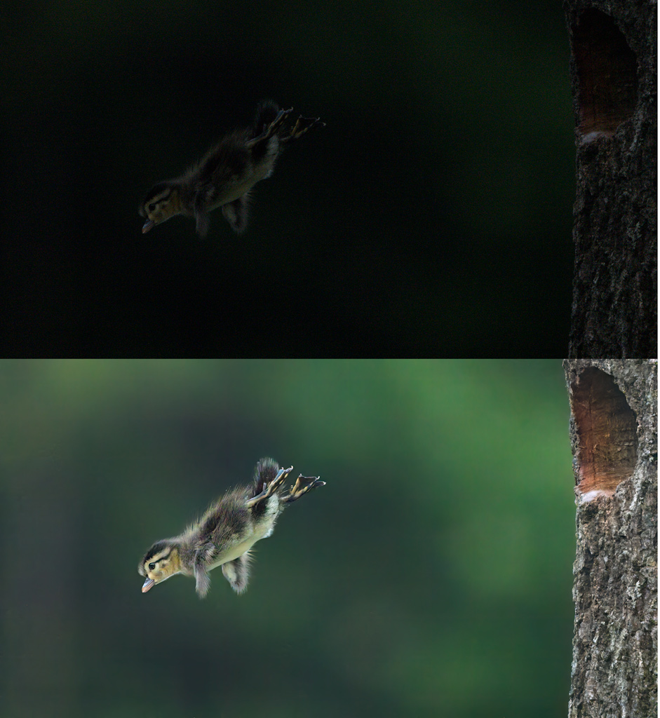 Dealing with Noise: Salvaging a Severely Underexposed High ISO Image ...